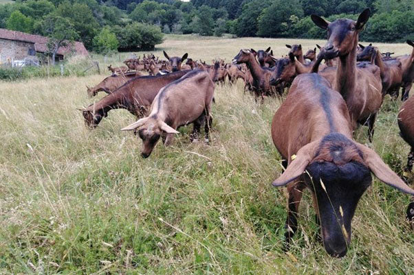 MAKING HAY WHILE THE SUN SHINES - Mons Cheesemongers